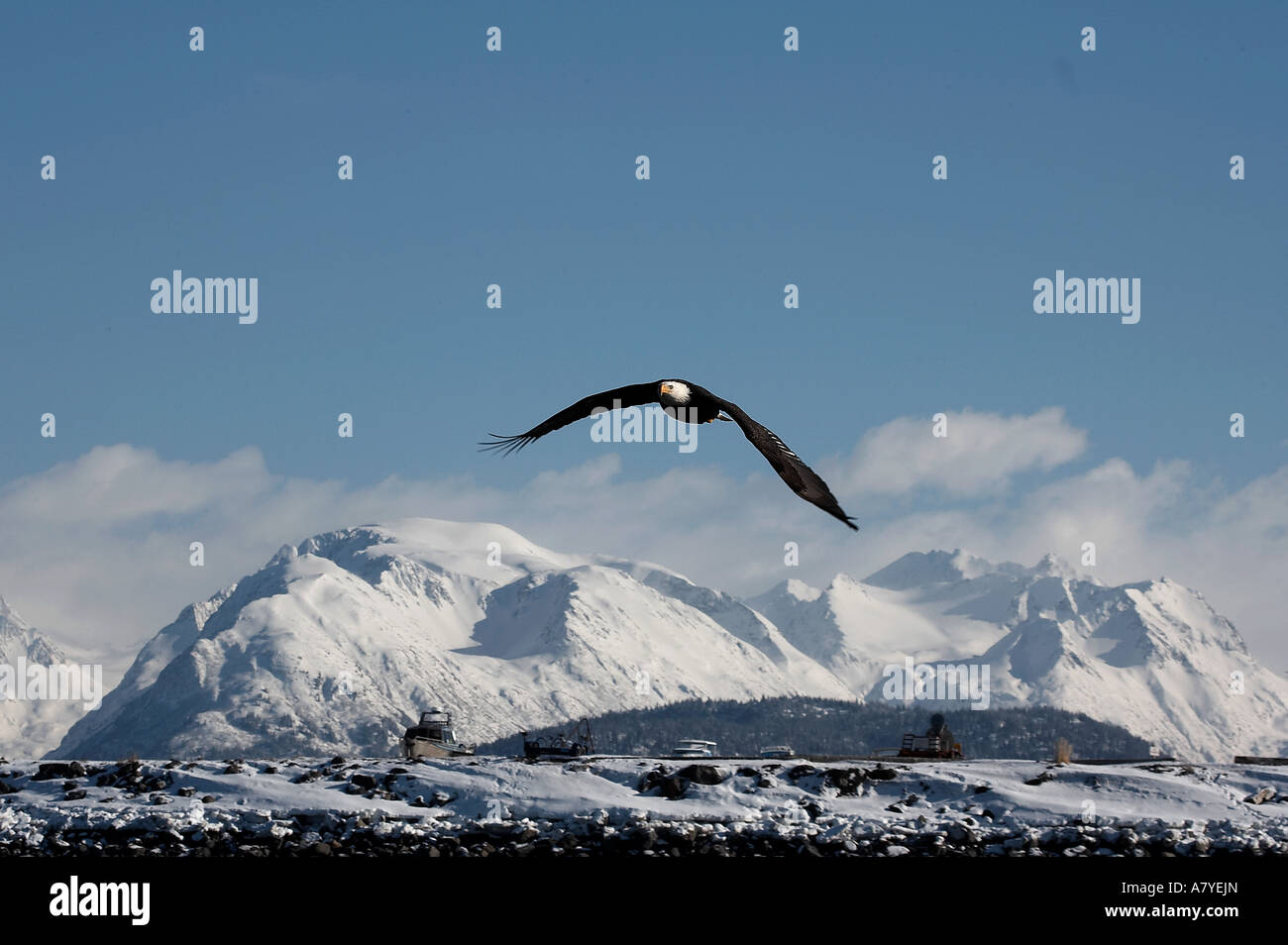 Bald Eagle in Flight, Haliaeetus leucocephalus, Homer Alaska, 2006 ...