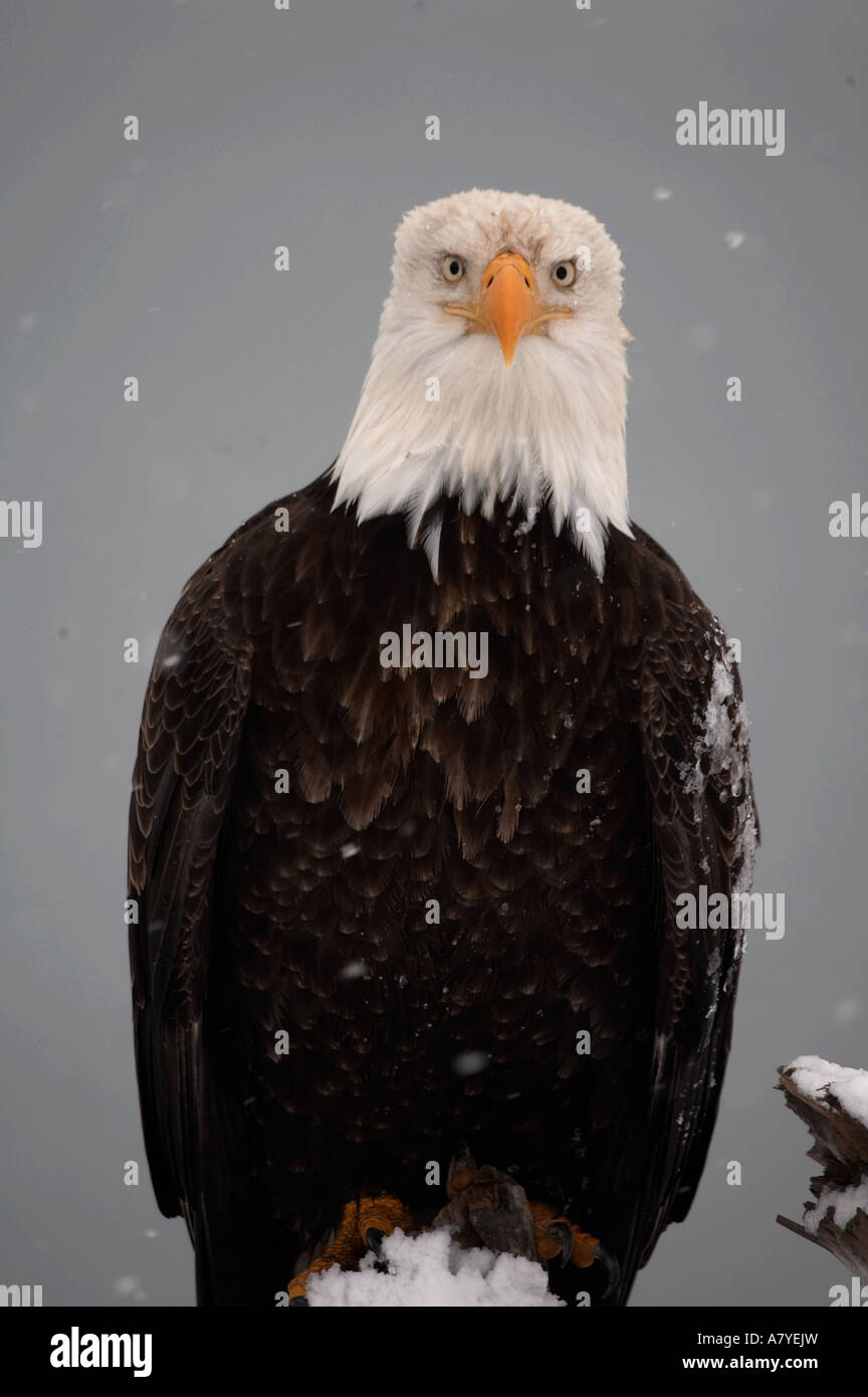 Bald eagle full body portrait hi-res stock photography and images - Alamy
