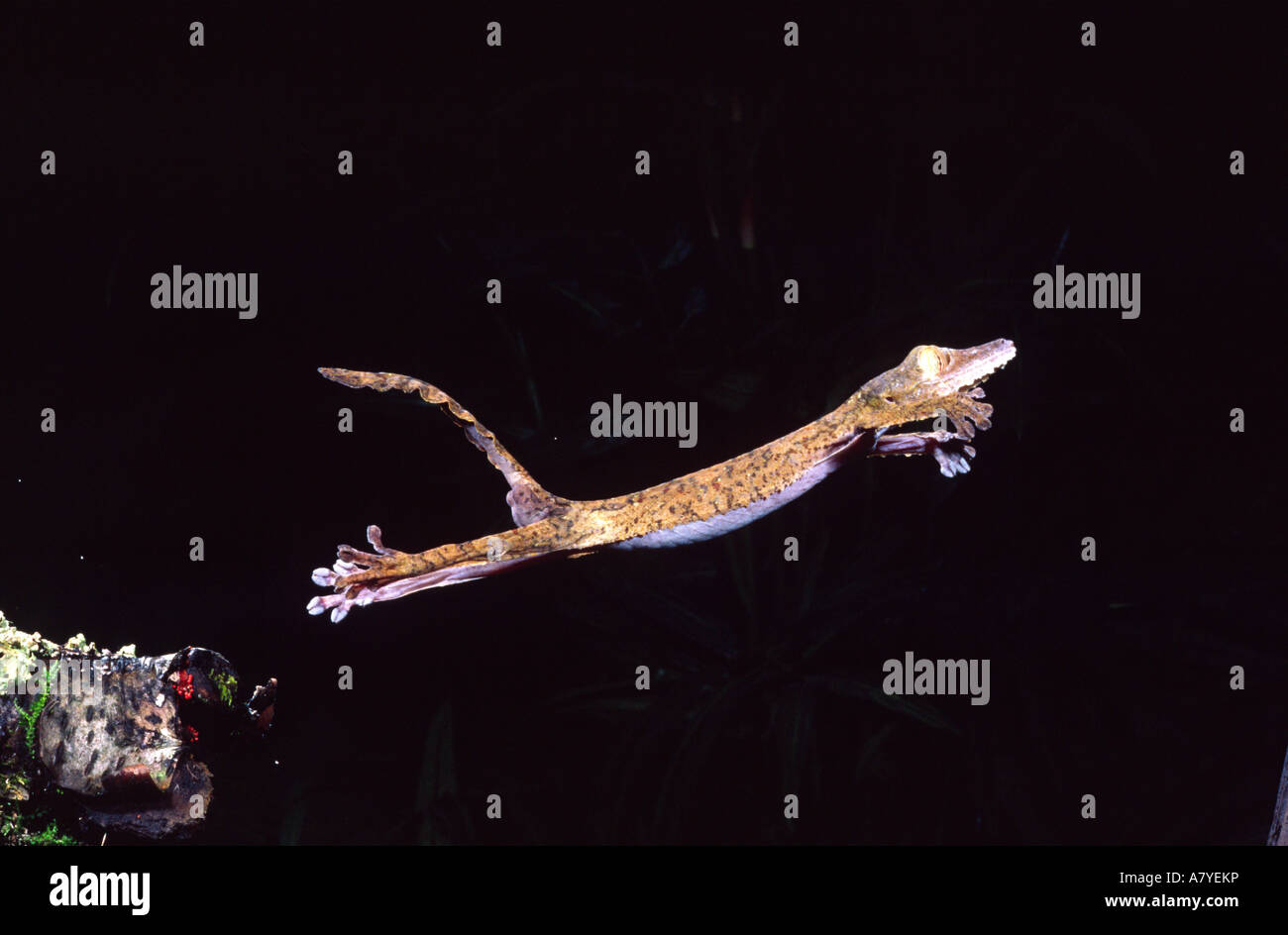 Giant Leaf-tail Gecko Leaping, Uroplatus fimbriatus, Native to ...