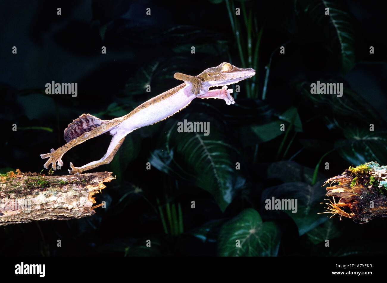 Giant Leaf-tail Gecko Leaping, Uroplatus fimbriatus, Native to ...