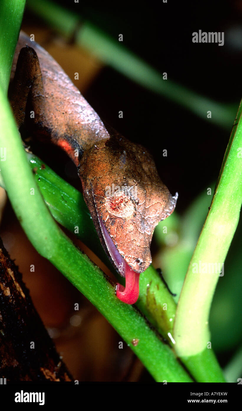 Spiny Leaf-tail Gecko, Uroplatus phantasticus, Native to Madagascar ...