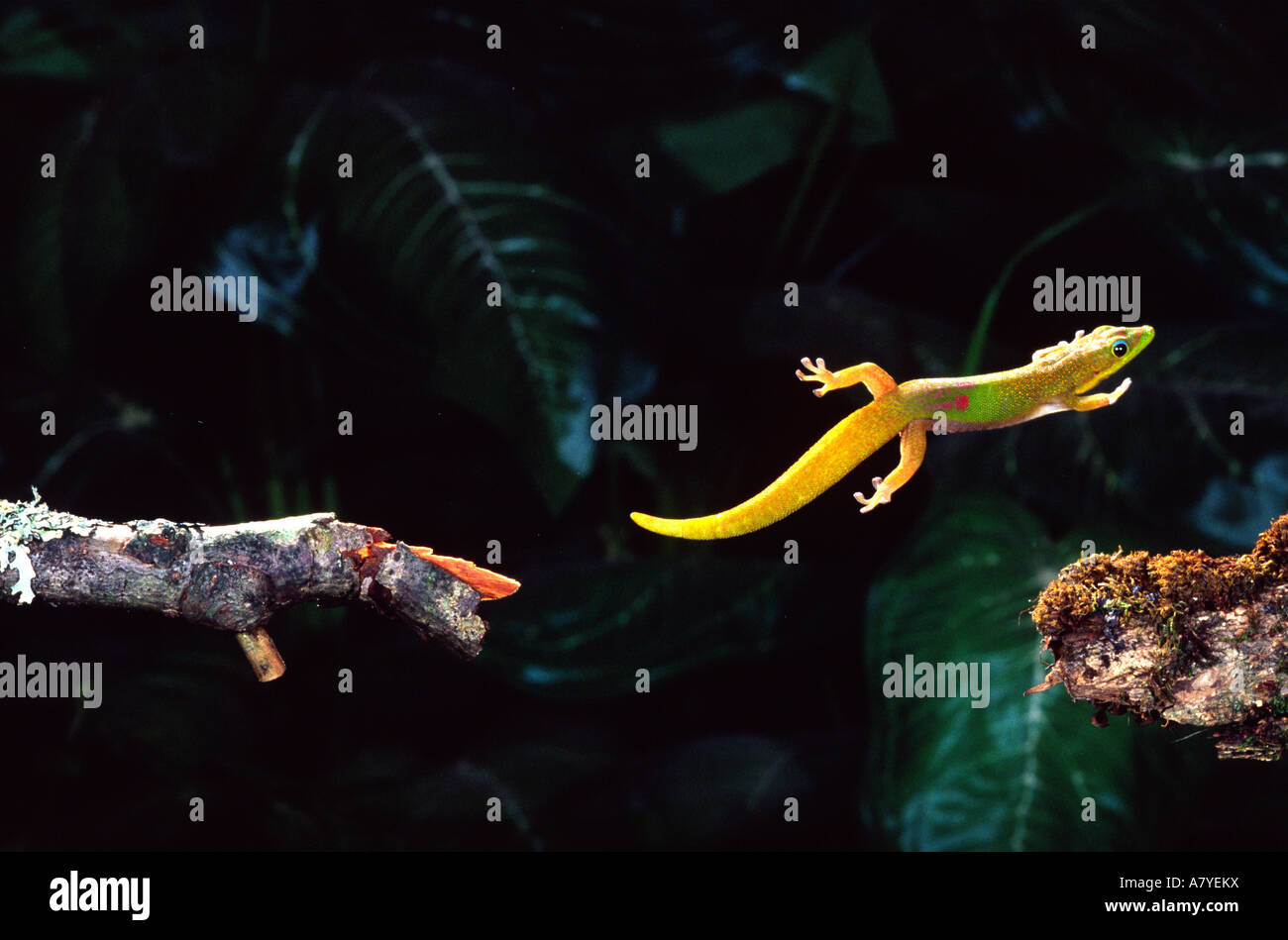 Colorful gold dust gecko hi-res stock photography and images - Alamy