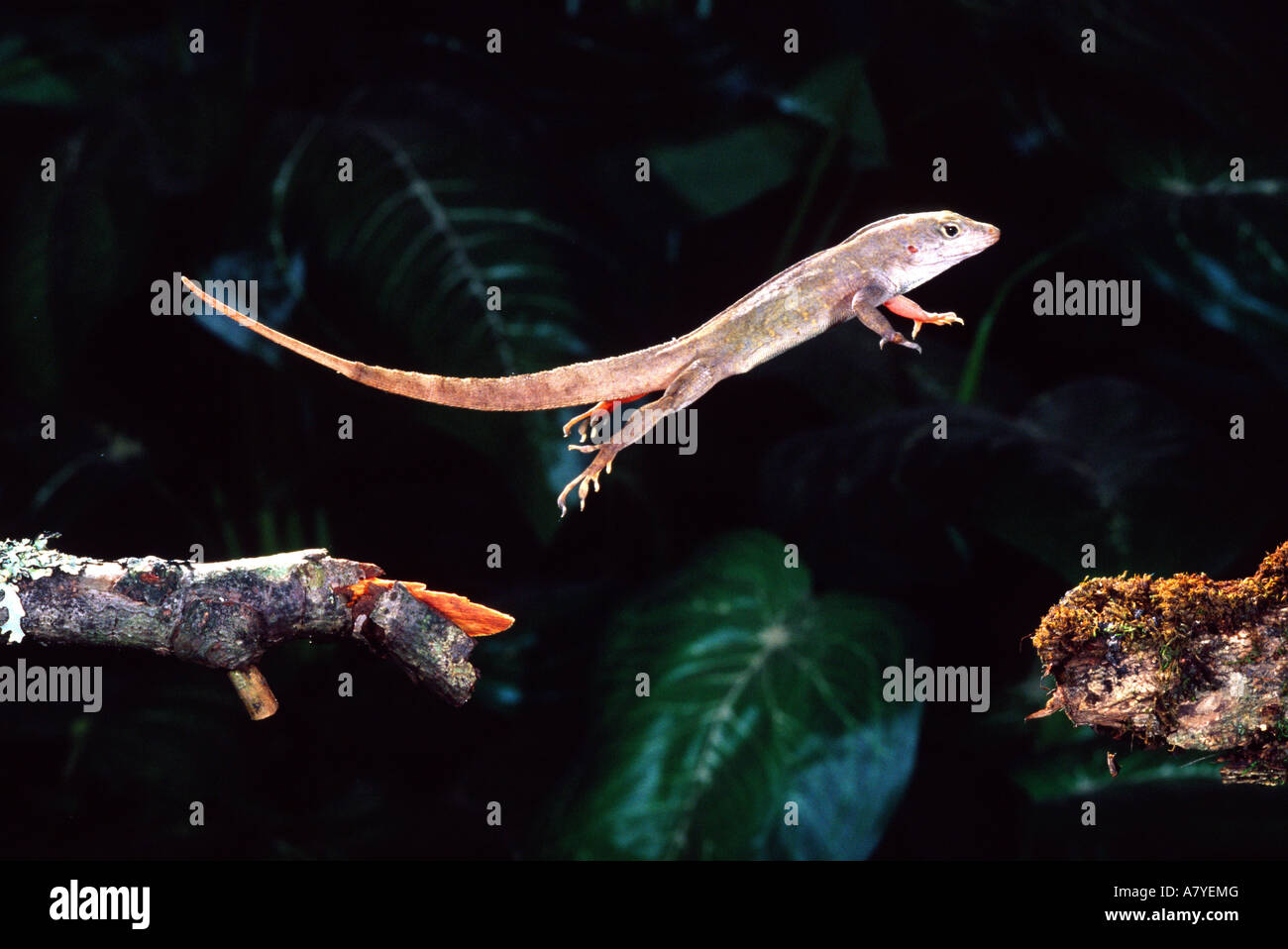 Bahama Brown Anole, Anolis sagrei, Native to South Eastern US, Bahamas ...