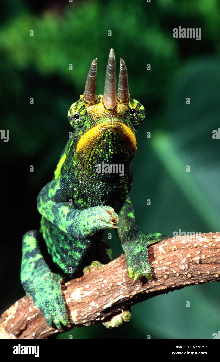 Male jacksons chameleon hi-res stock photography and images - Alamy