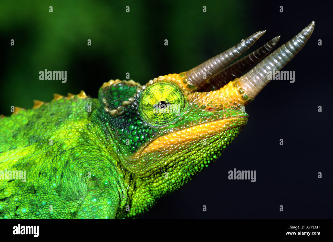 Male jacksons chameleon hi-res stock photography and images - Alamy