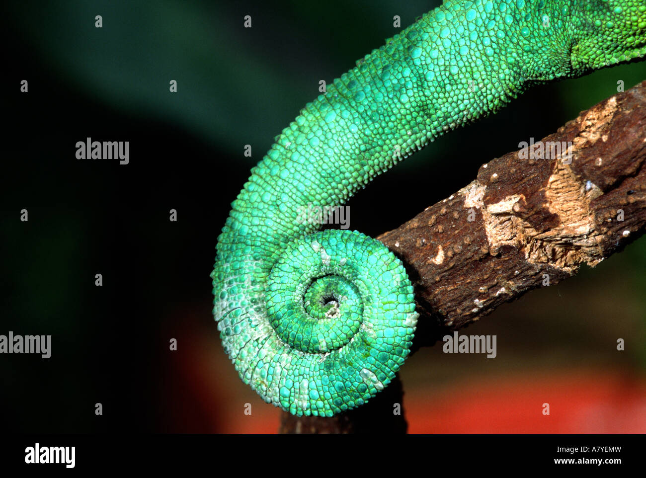 Curly tail lizard hi-res stock photography and images - Alamy