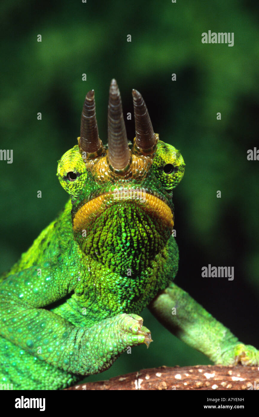 Jackson's Chameleon (Male), Chamaeleo jacksoni, NAtive to Eastern ...