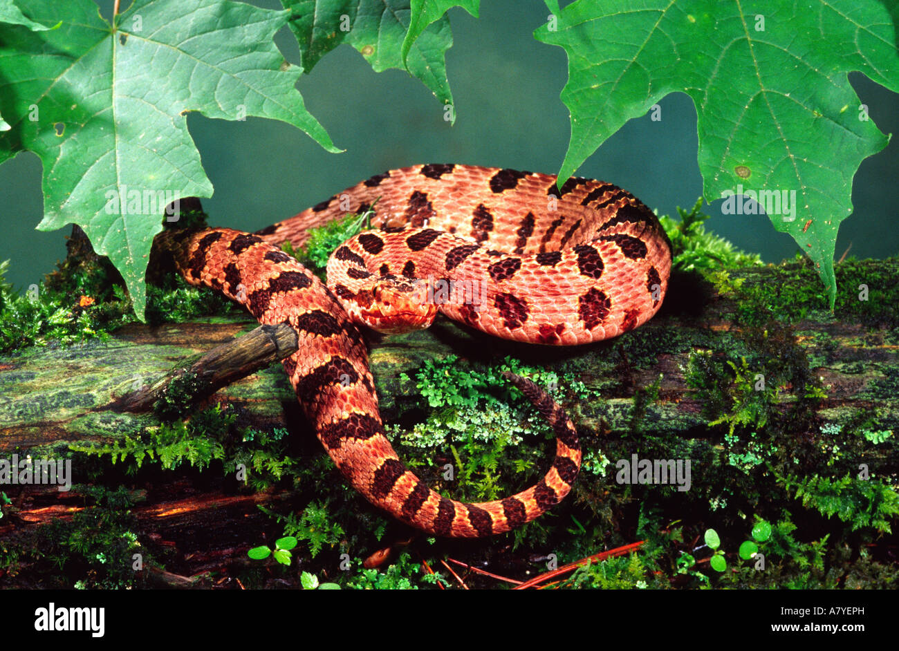 Red Pygmy Rattlesnake, Sistrurus milaris milaris, E. North Carolina to ...