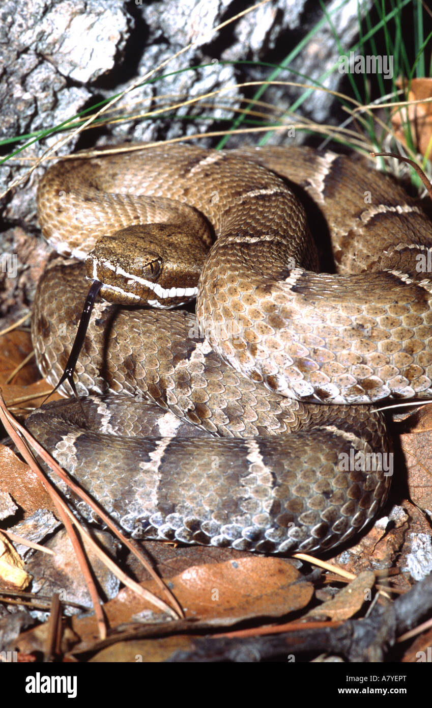 Arizona Ridge Nosed Rattlesnake High Resolution Stock Photography and ...