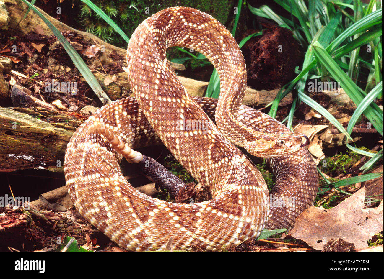 Neotropical Rattlesnake