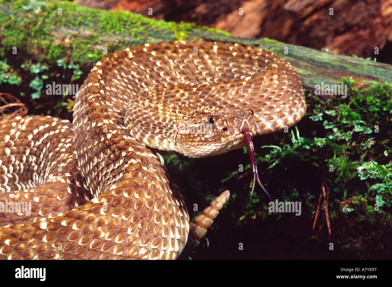 Uracoan Rattkesnake, Crotalus vegrandis, Native to Venezuela Stock ...