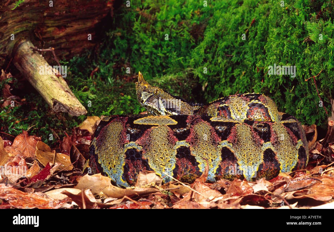 Rhinoceros Viper , Bitis nasicornis, Native to Central Africa Stock ...