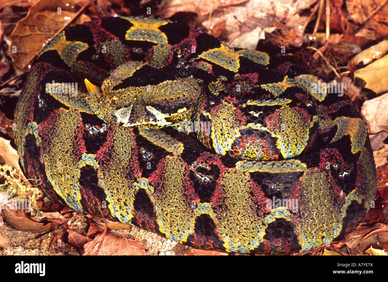 Rhinoceros Viper , Bitis nasicornis, Native to Central Africa Stock ...