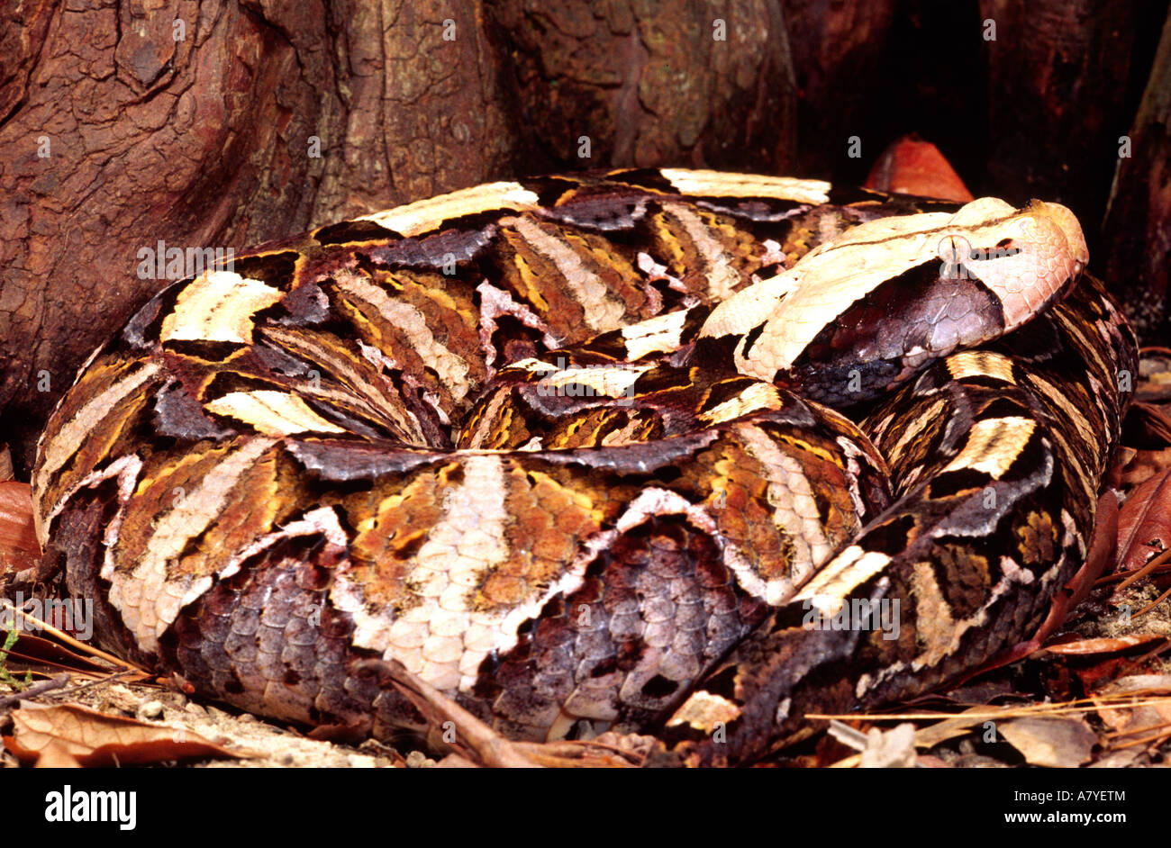 East African Gaboon Viper Bitis Gabonica Gabonica High Resolution Stock ...
