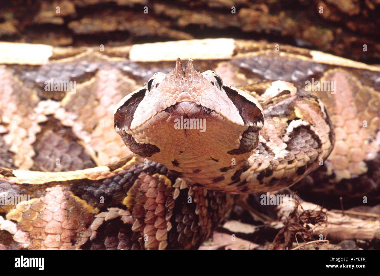 West African Gaboon Viper, Bitis gabonica rhinoceestern Africa Stock ...