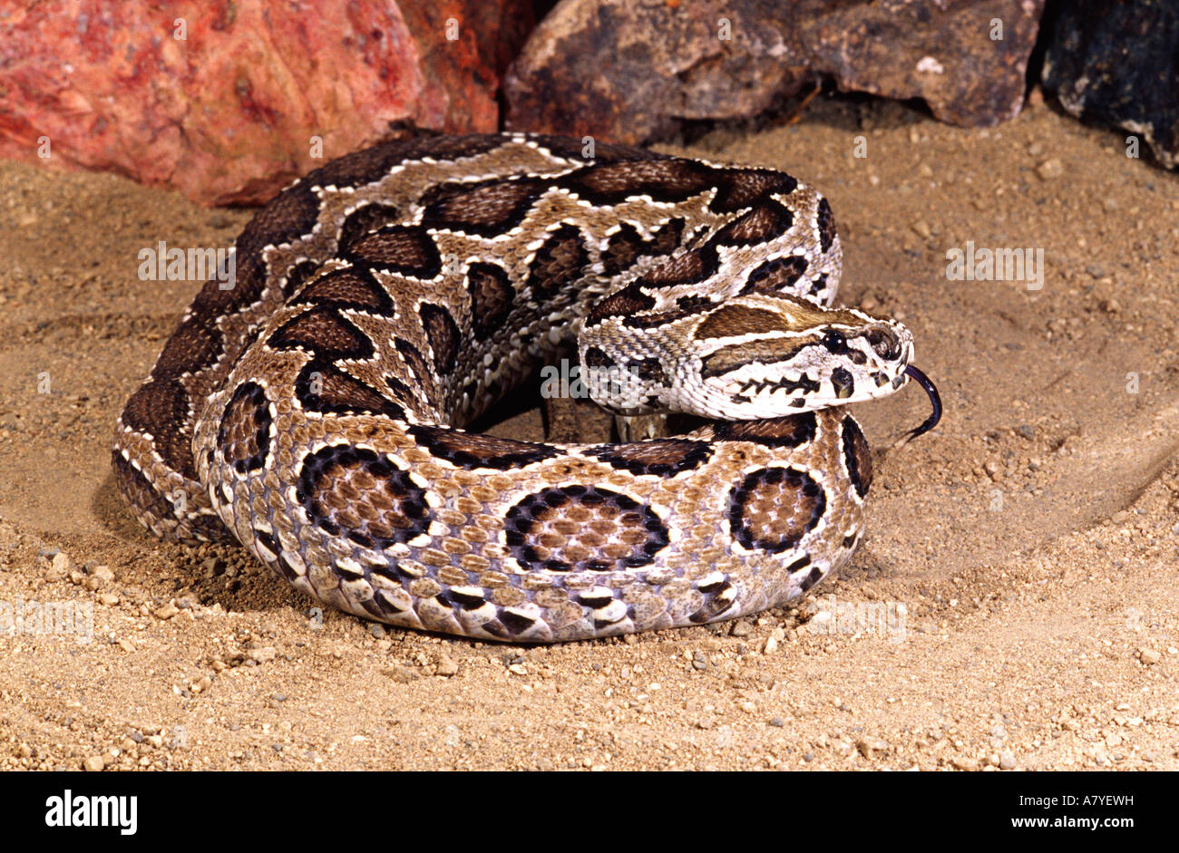 Russell's Viper, Daboia (Vipera) russellii, Native to Pakistan Stock ...
