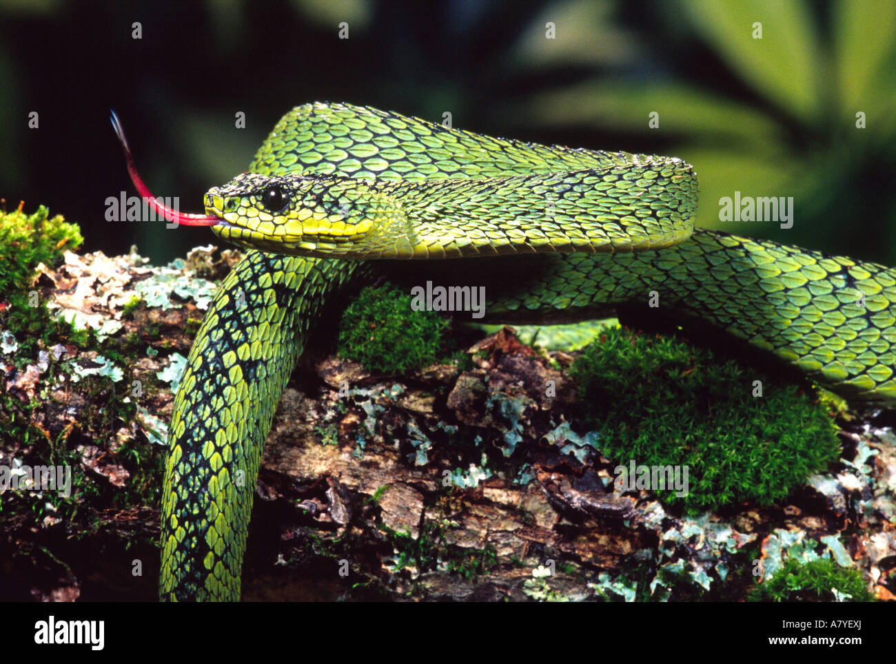 Sedge Viper, Atheris nitschei, Native to Uganda & Western Kenya Stock ...