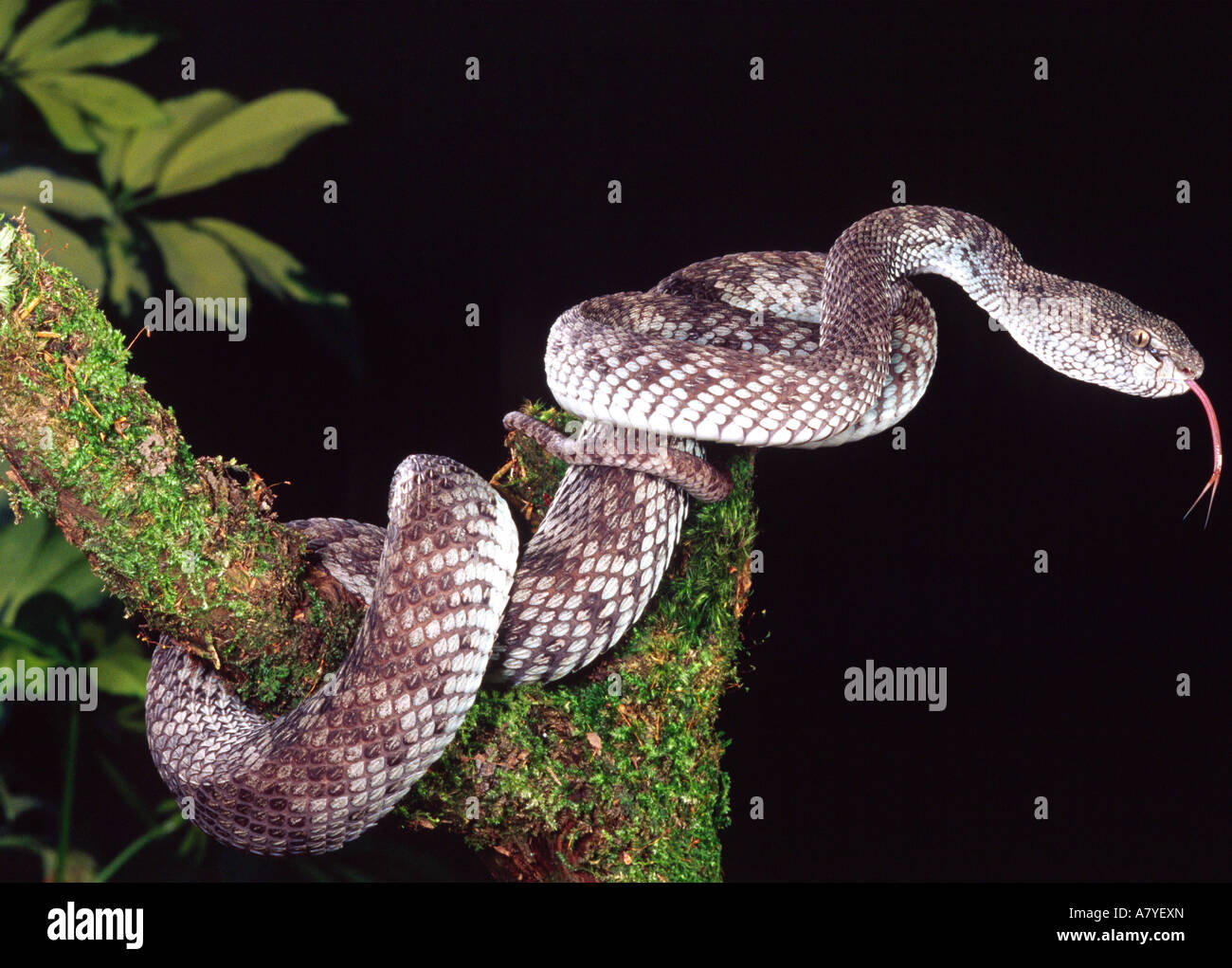 Mangrove Pit Viper, Trimeresurus purpureomaculatus, Native to Southern ...