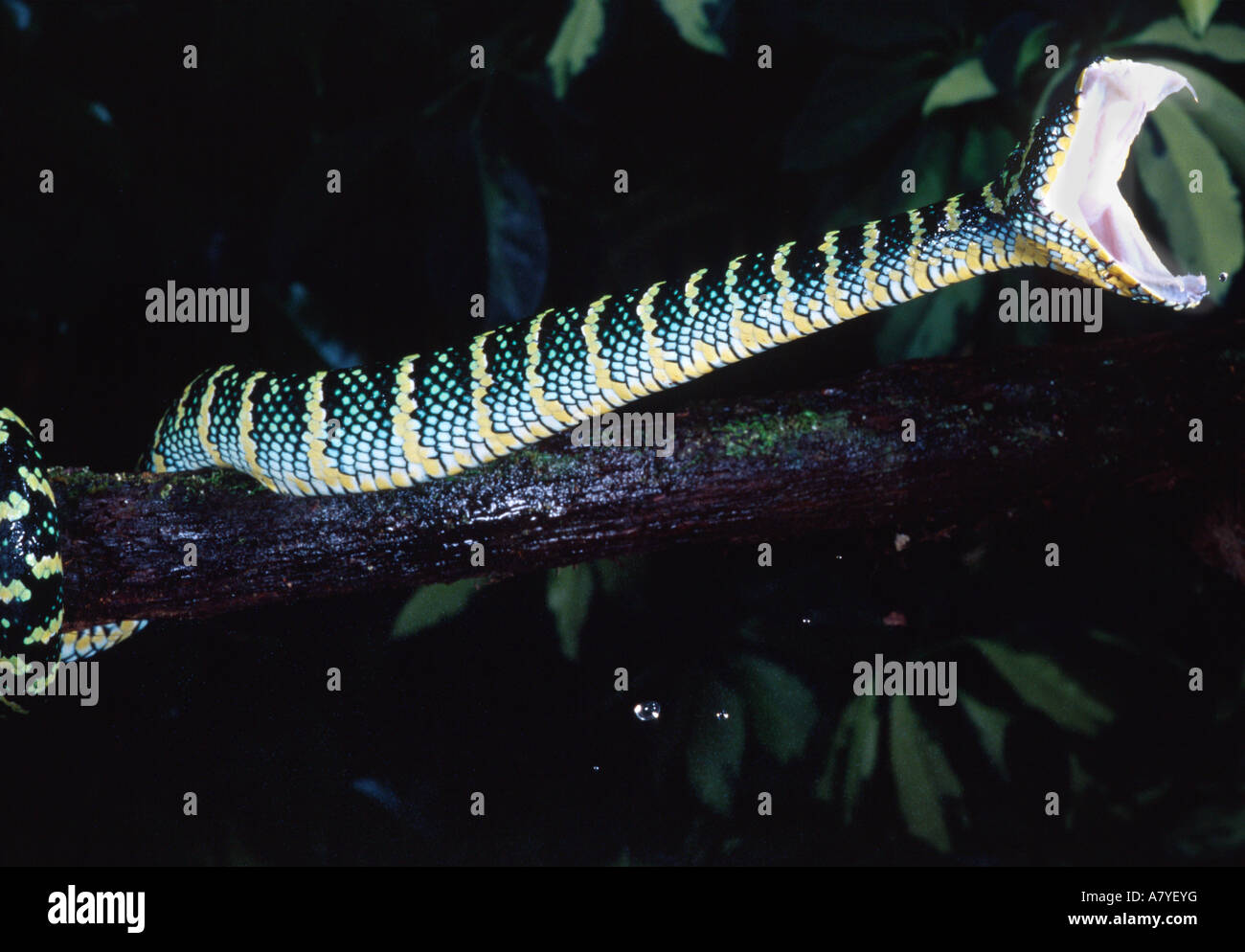 Malaysian Temple Viper in Full Strike, Tropidolaemus wagleri, Native to ...