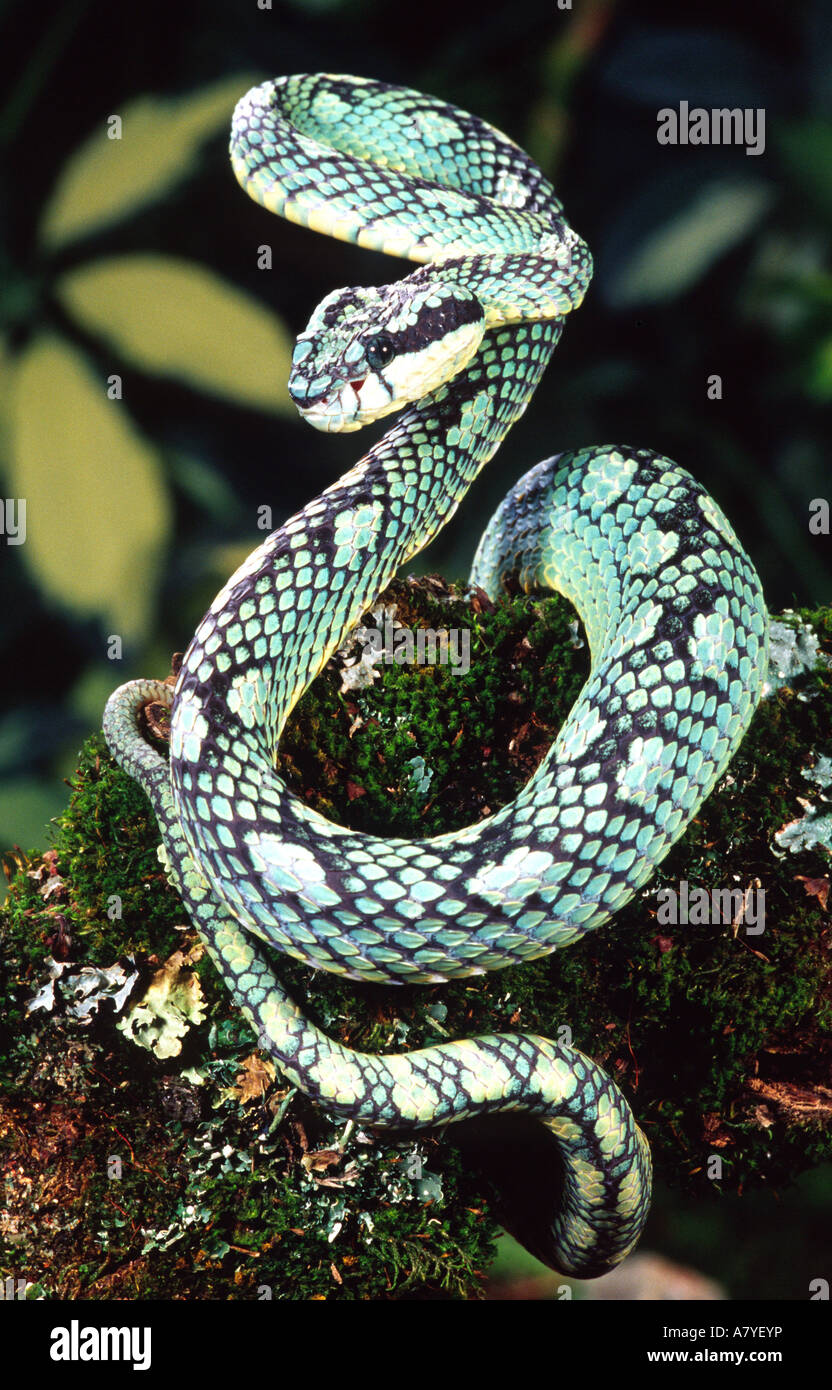 Sri Lankan Palm Viper, Trimeresurus trigonocephalus, Native to Sri ...