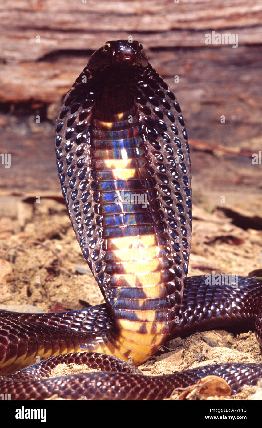 Black Pakistan Cobra, Naja naja karchiensis, Native to Pakistan Stock ...
