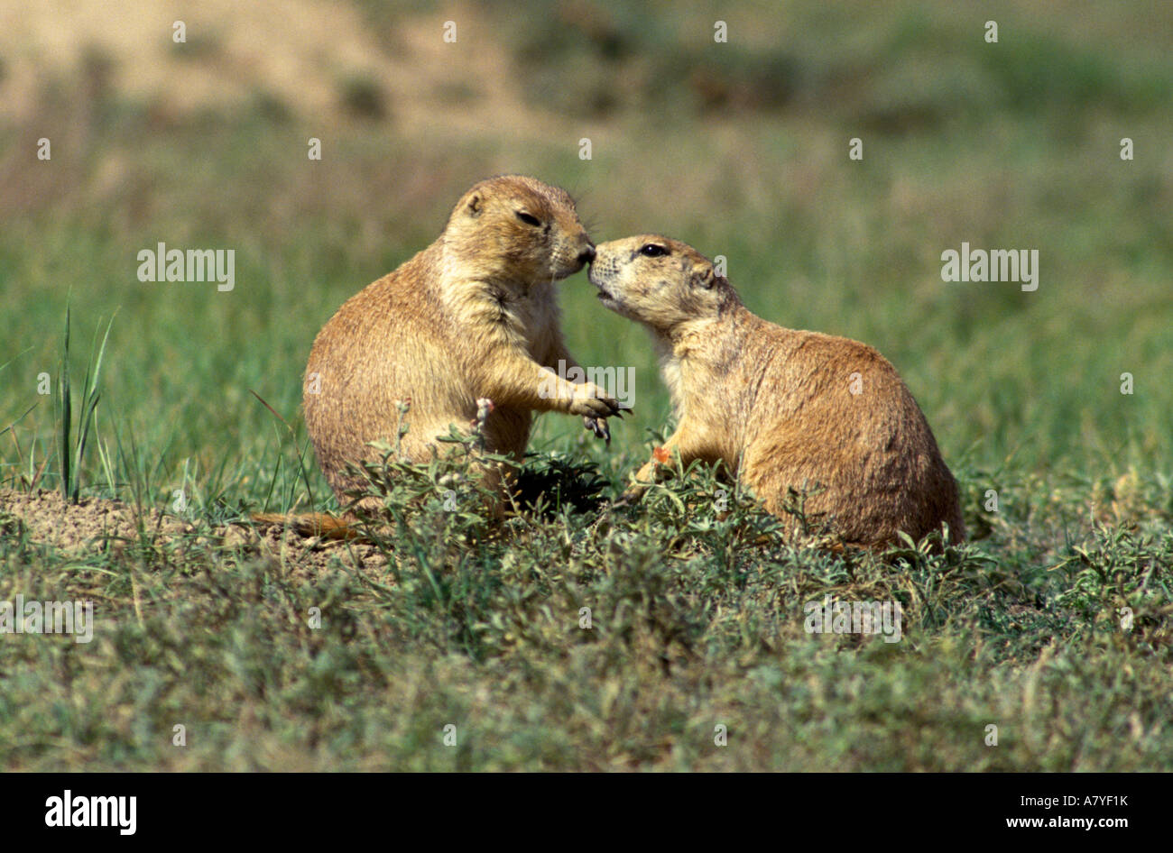 Prairie dogs kiss hi-res stock photography and images - Alamy