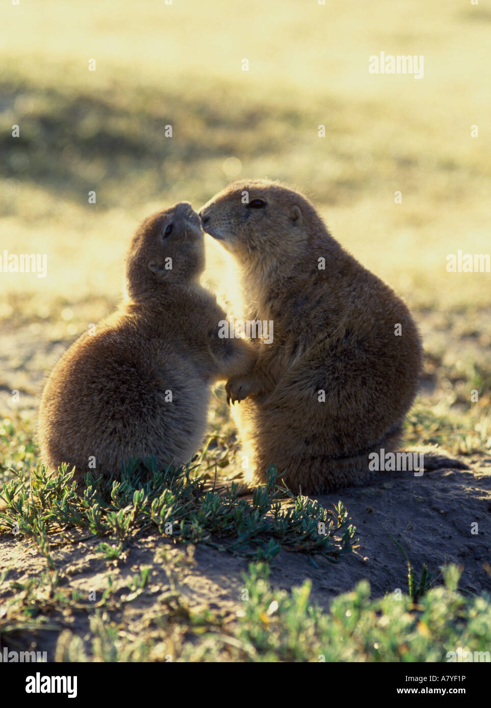 Prairie dogs kiss hi-res stock photography and images - Alamy