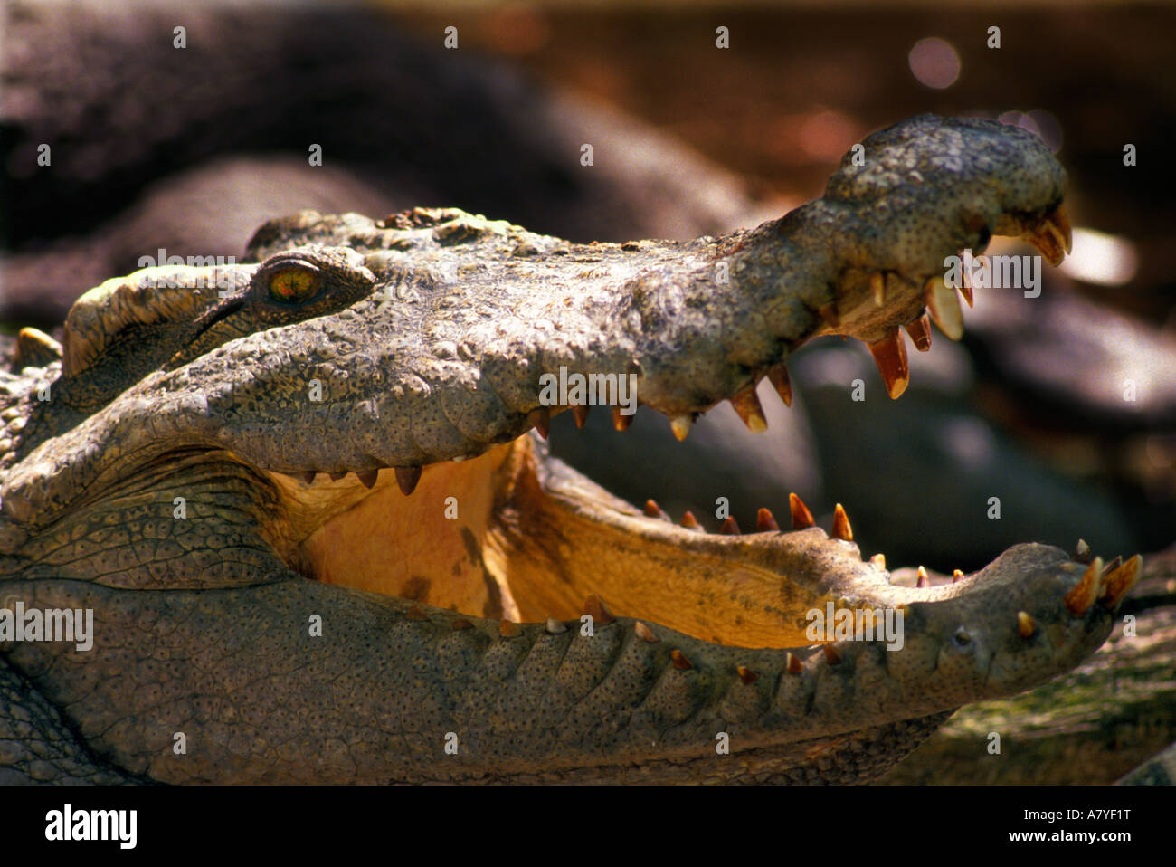Close-up of an aligator with his mouth open Stock Photo - Alamy