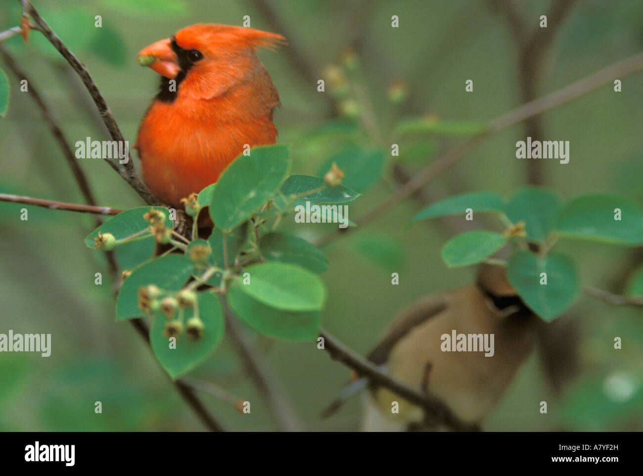 Northern Cardinal (Cardinalis cardinalis Stock Photo - Alamy