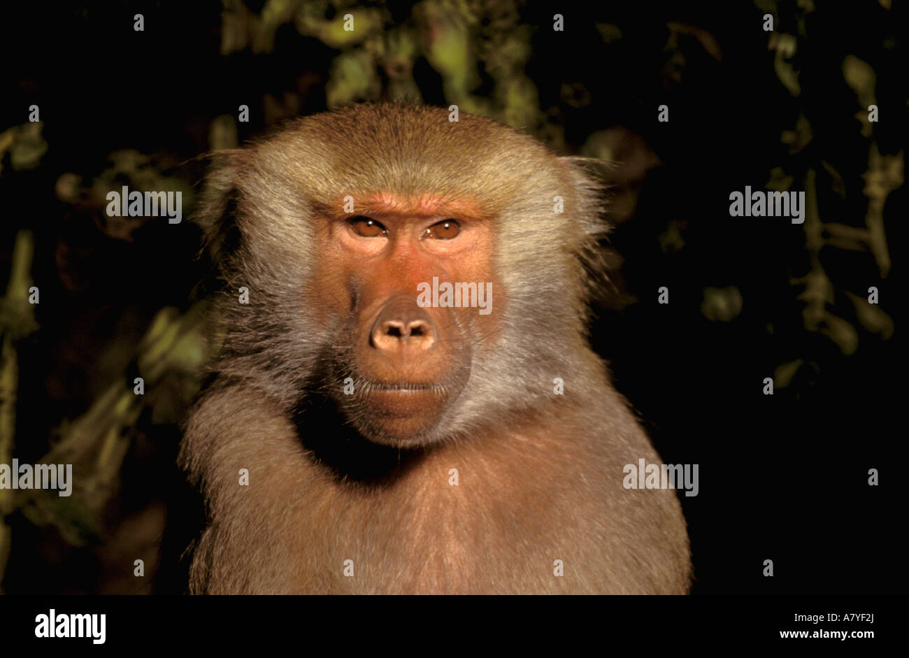 Hamadryas Baboon (Papid mamadryas), captive Stock Photo - Alamy