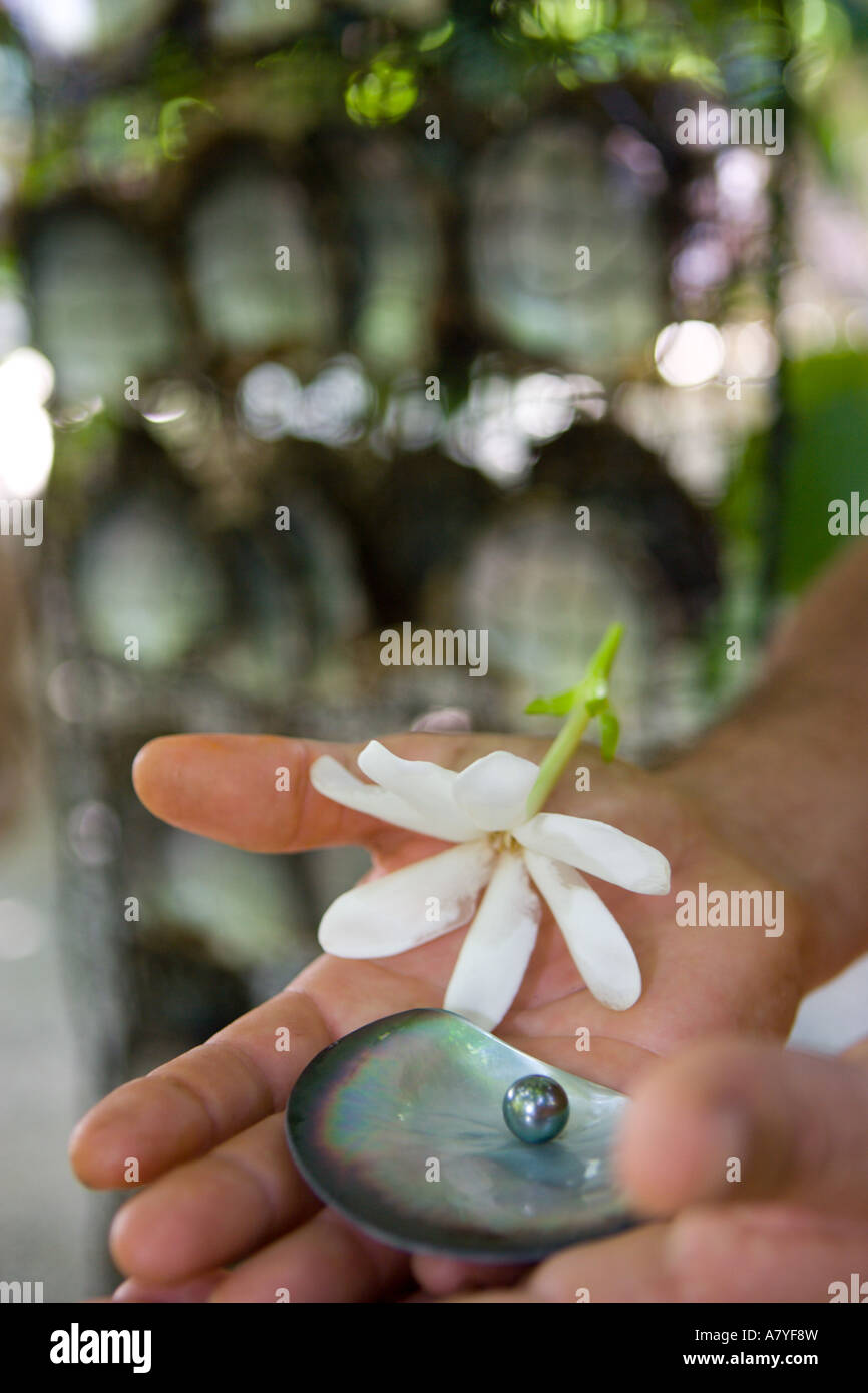 Beautiful black pearls harvested after 18 months. Black pearl farming ...