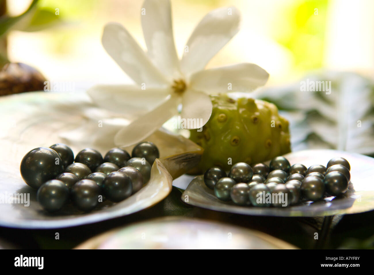 Beautiful black pearls harvested after 18 months. Black pearl farming ...