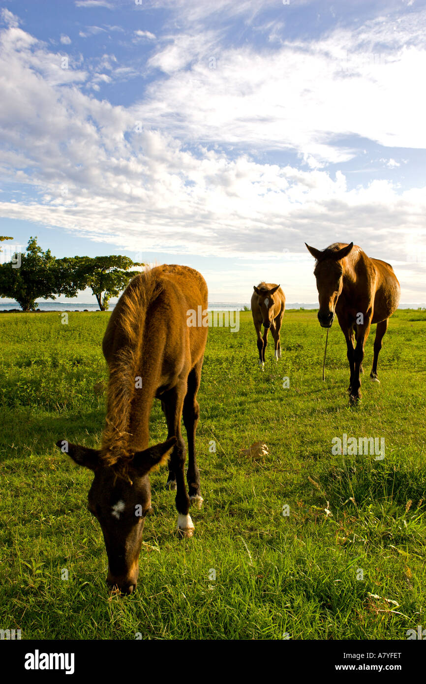 Mo'orea french polynesia horse hi-res stock photography and images - Alamy