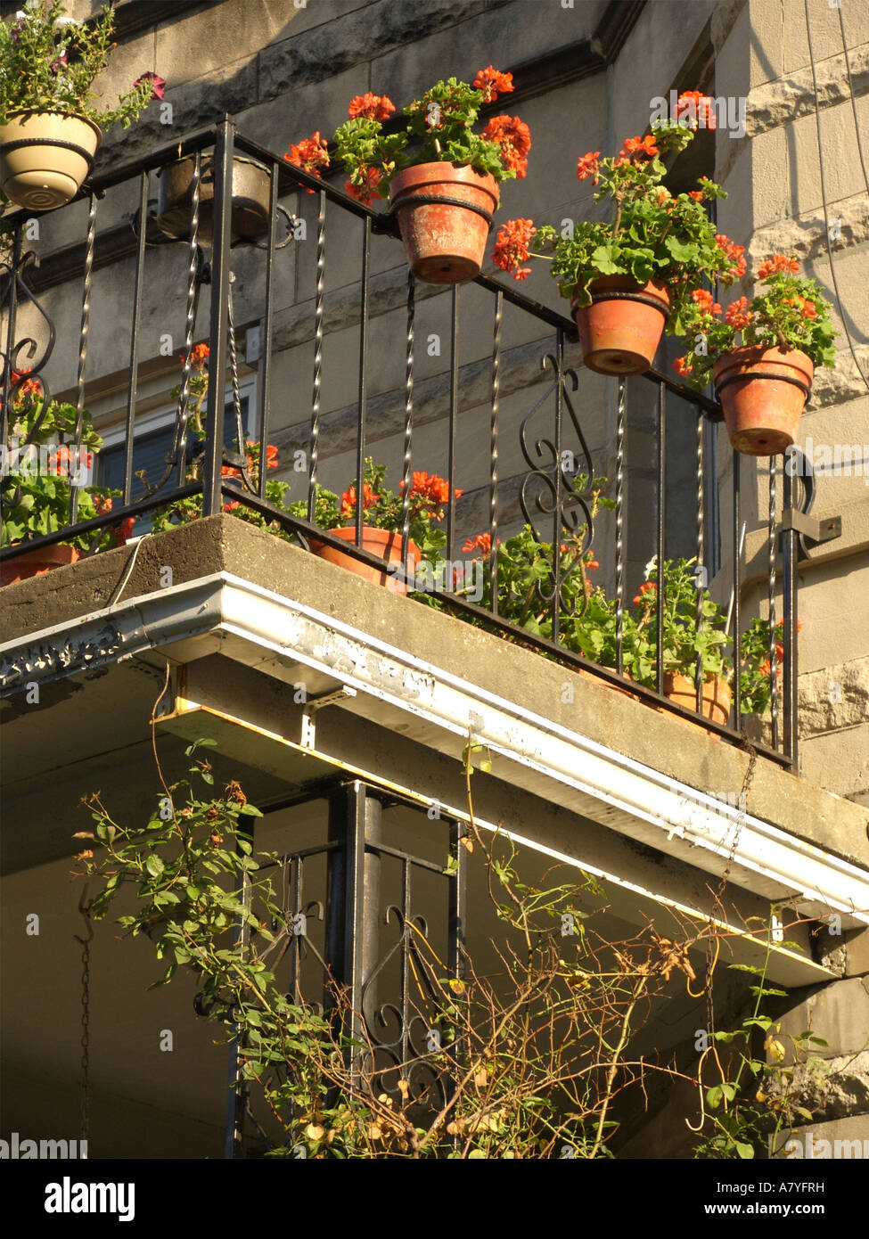Flower pots on wrought iron railing Oak Park Illinois Stock Photo - Alamy