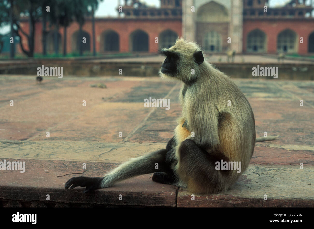 Monkey outside Tiger Fort Jaipur India Stock Photo - Alamy