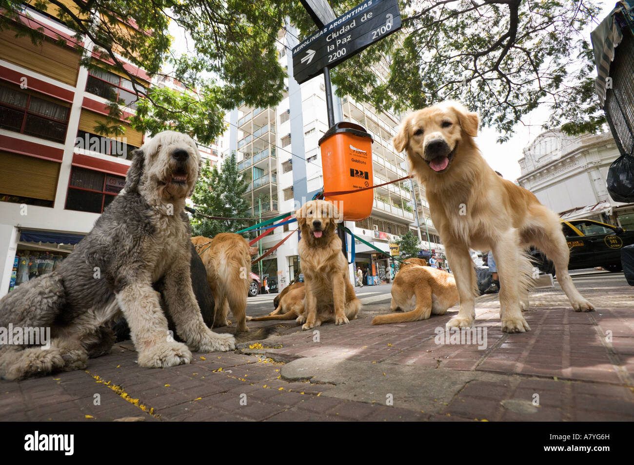 A group of dogs await their walker in Buenos Aires Stock Photo - Alamy