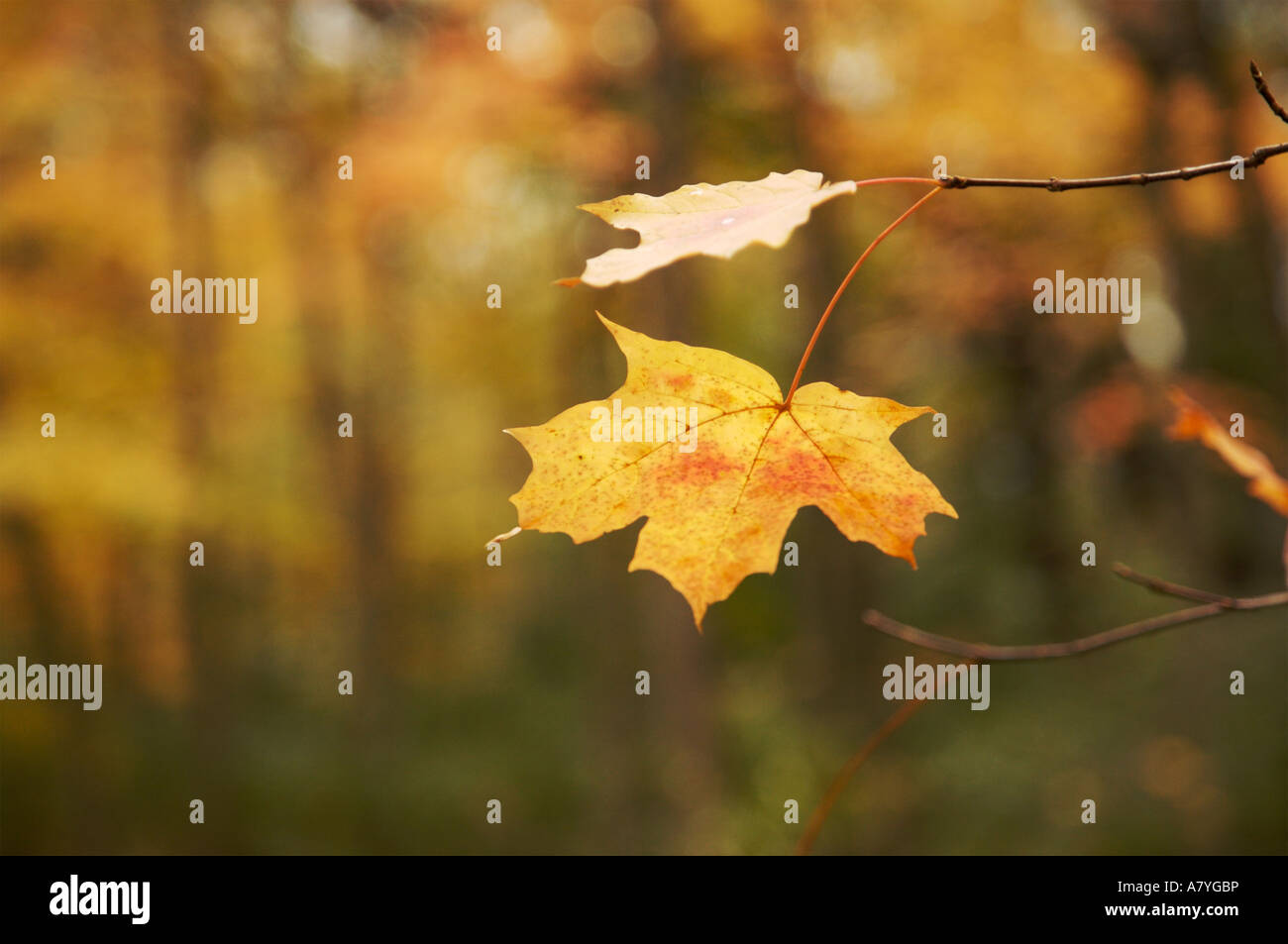 Maple leaves in fall Waterfall Glen Forest Preserve DuPage County ...