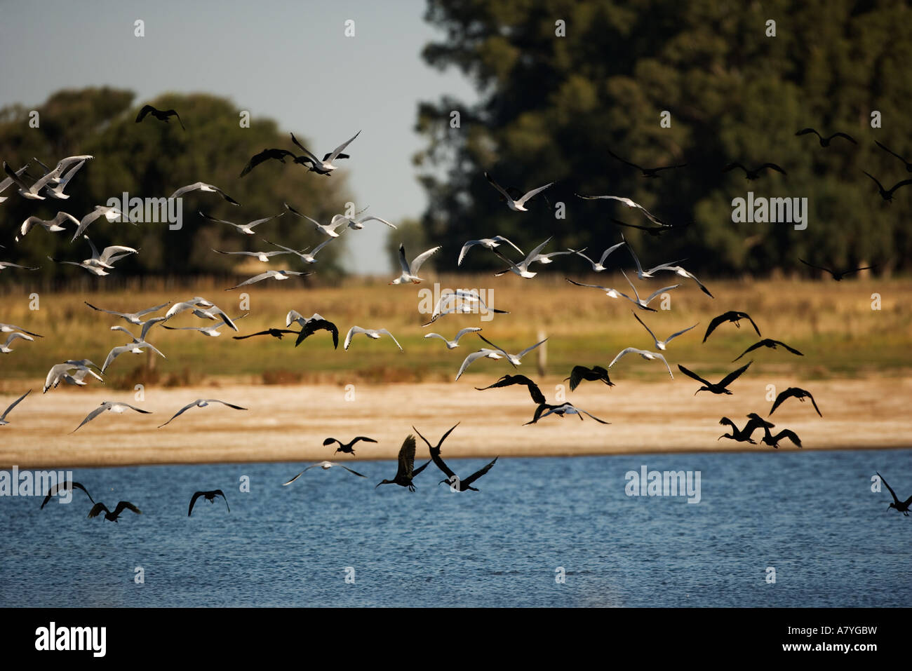 Picasa High Resolution Stock Photography and Images - Alamy