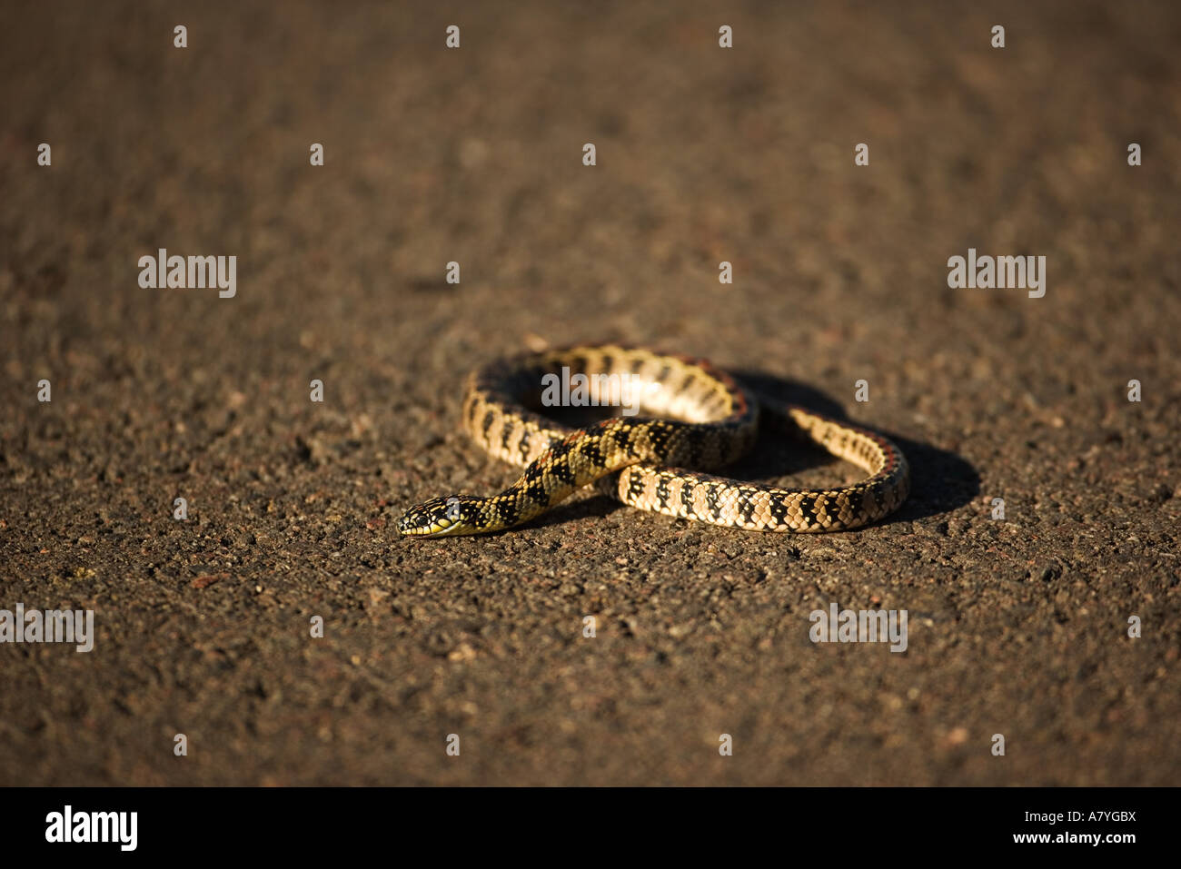 A dead snake in the middle of the road Stock Photo - Alamy
