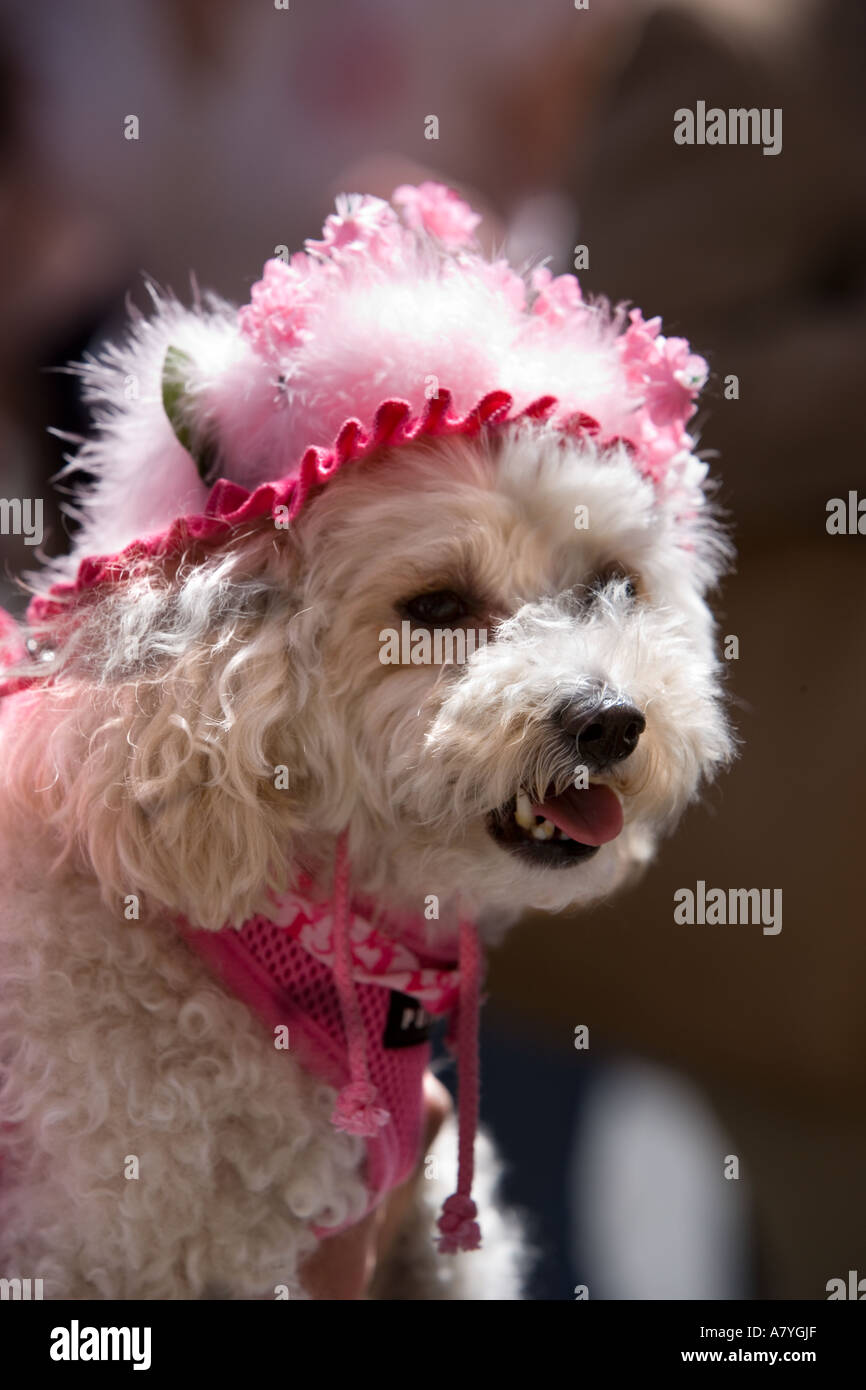 Bijon Frise wearing pink outfit Stock Photo - Alamy