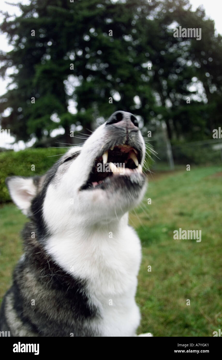 Dog howls in the backyard Stock Photo - Alamy