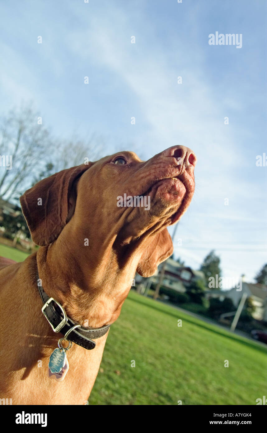 Dog watching bird hi-res stock photography and images - Alamy