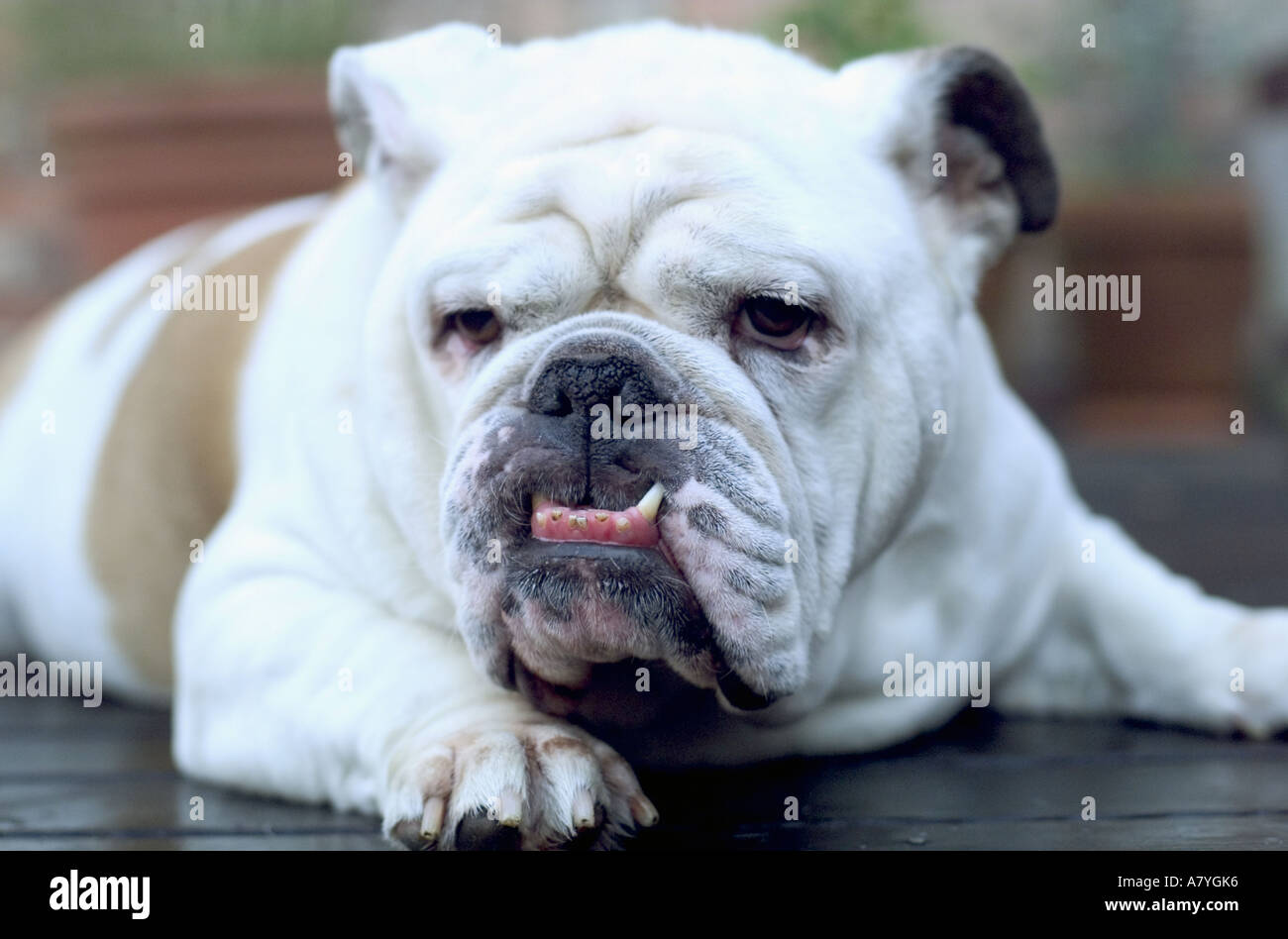 Bulldog teeth hi-res stock photography and images - Alamy