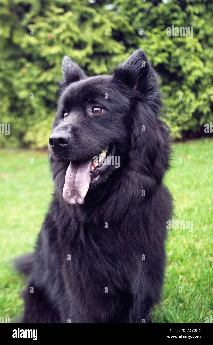Black mixed breed dog in backyard Stock Photo - Alamy