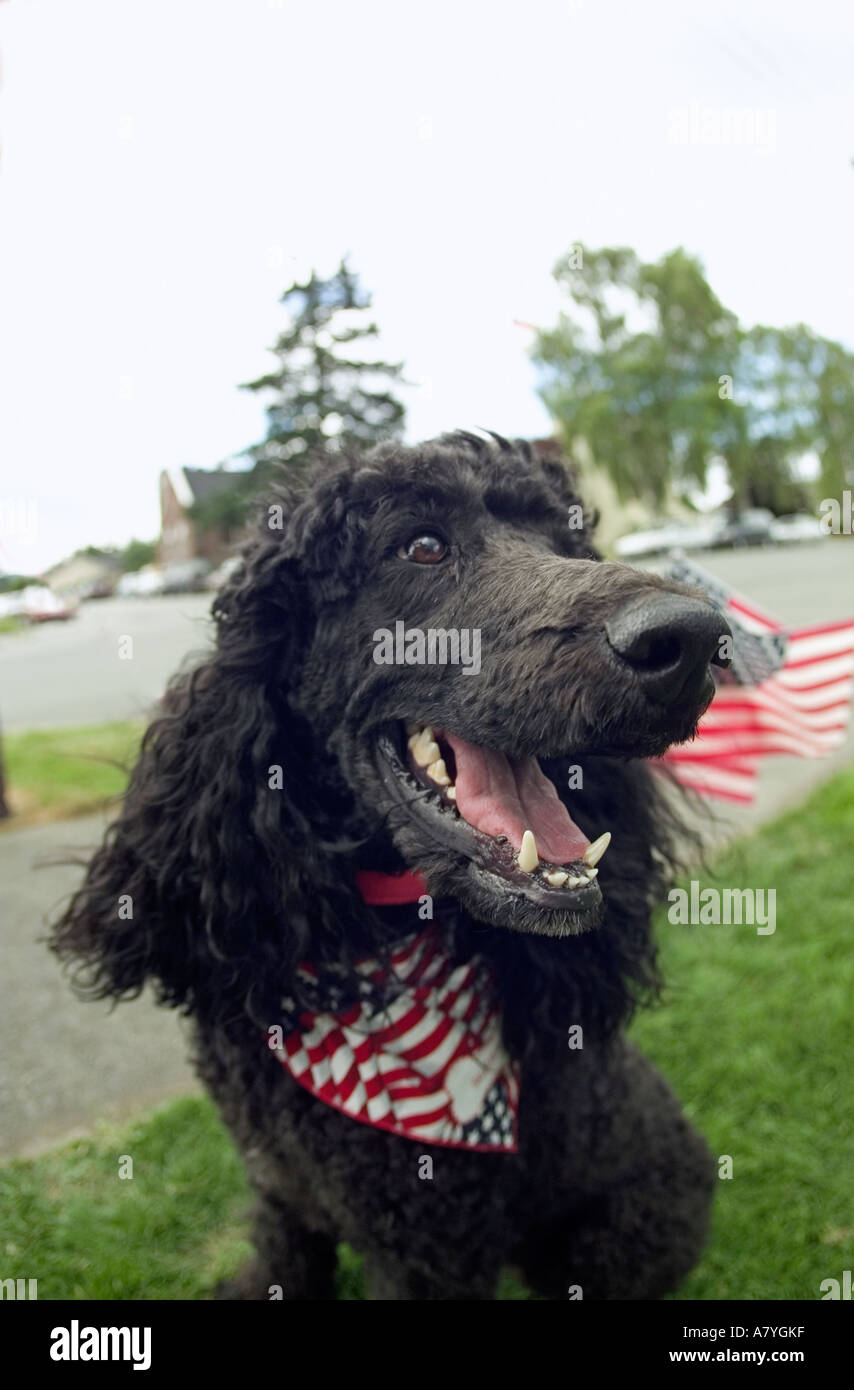 American Standard Poodle in patriotic US garb Stock Photo - Alamy