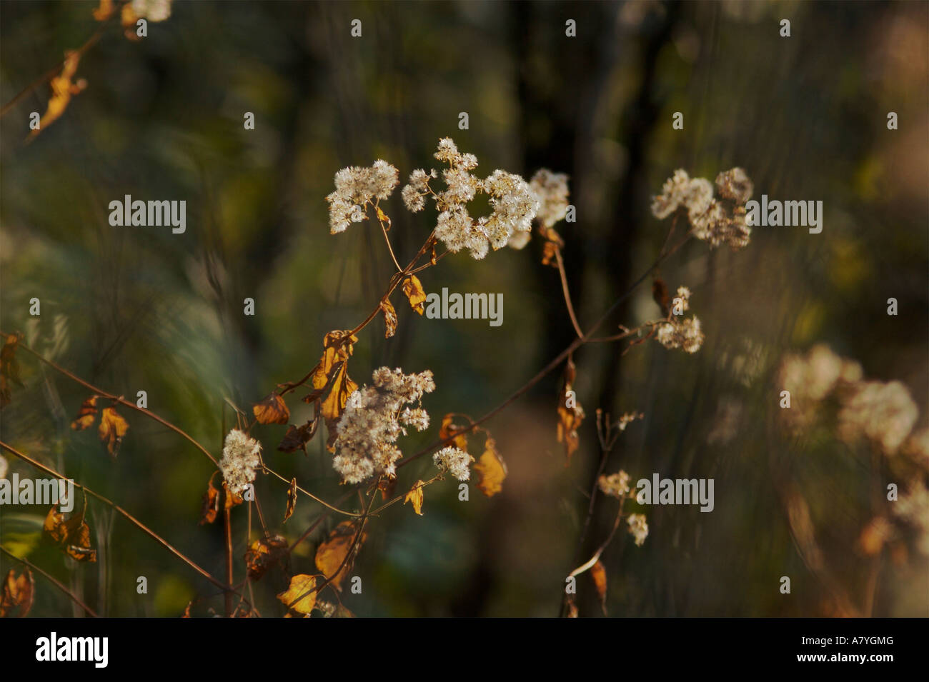 Fuzzy seed heads Eupatorium species Aster family Stock Photo - Alamy