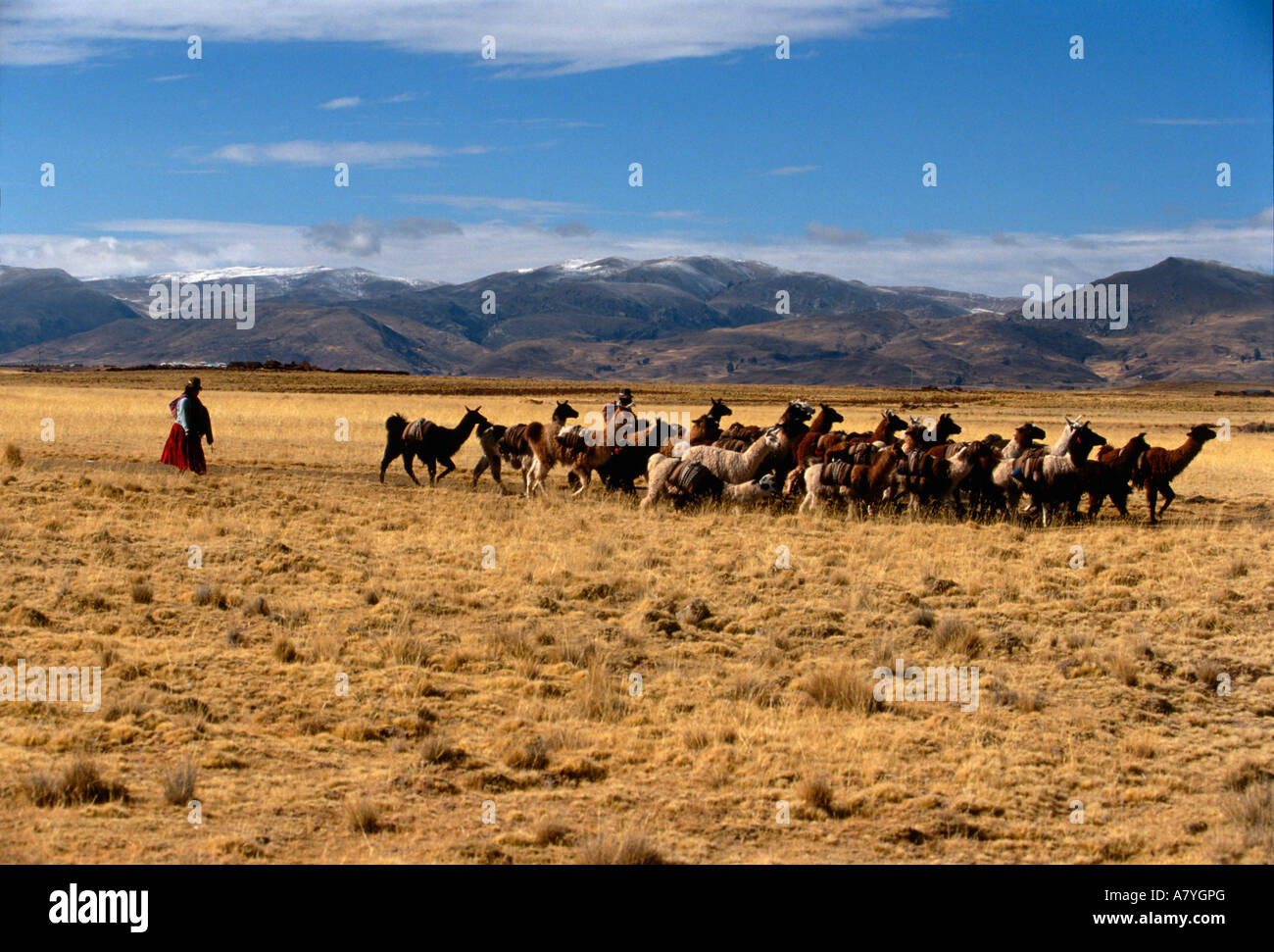 Bolivia, Empires of the Sun, Andes, Tiwanaku, Llama salt caravan Stock ...