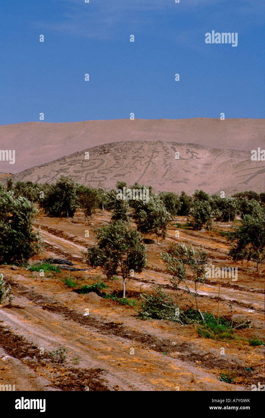 South America, Chile, Arica. Atacama Desert, one of the driest places ...