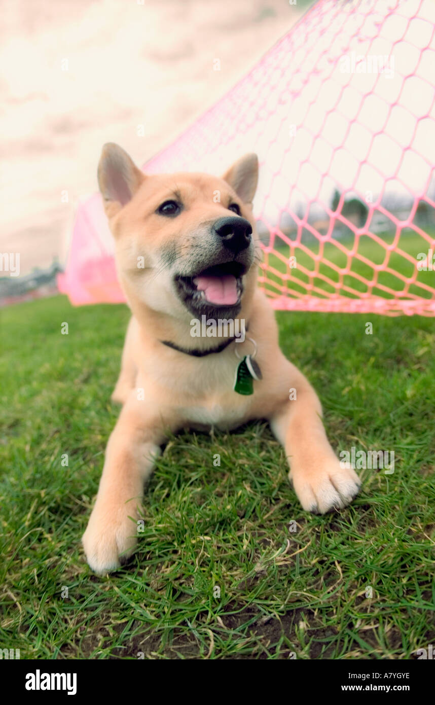 Dog in front of soccer net Stock Photo - Alamy