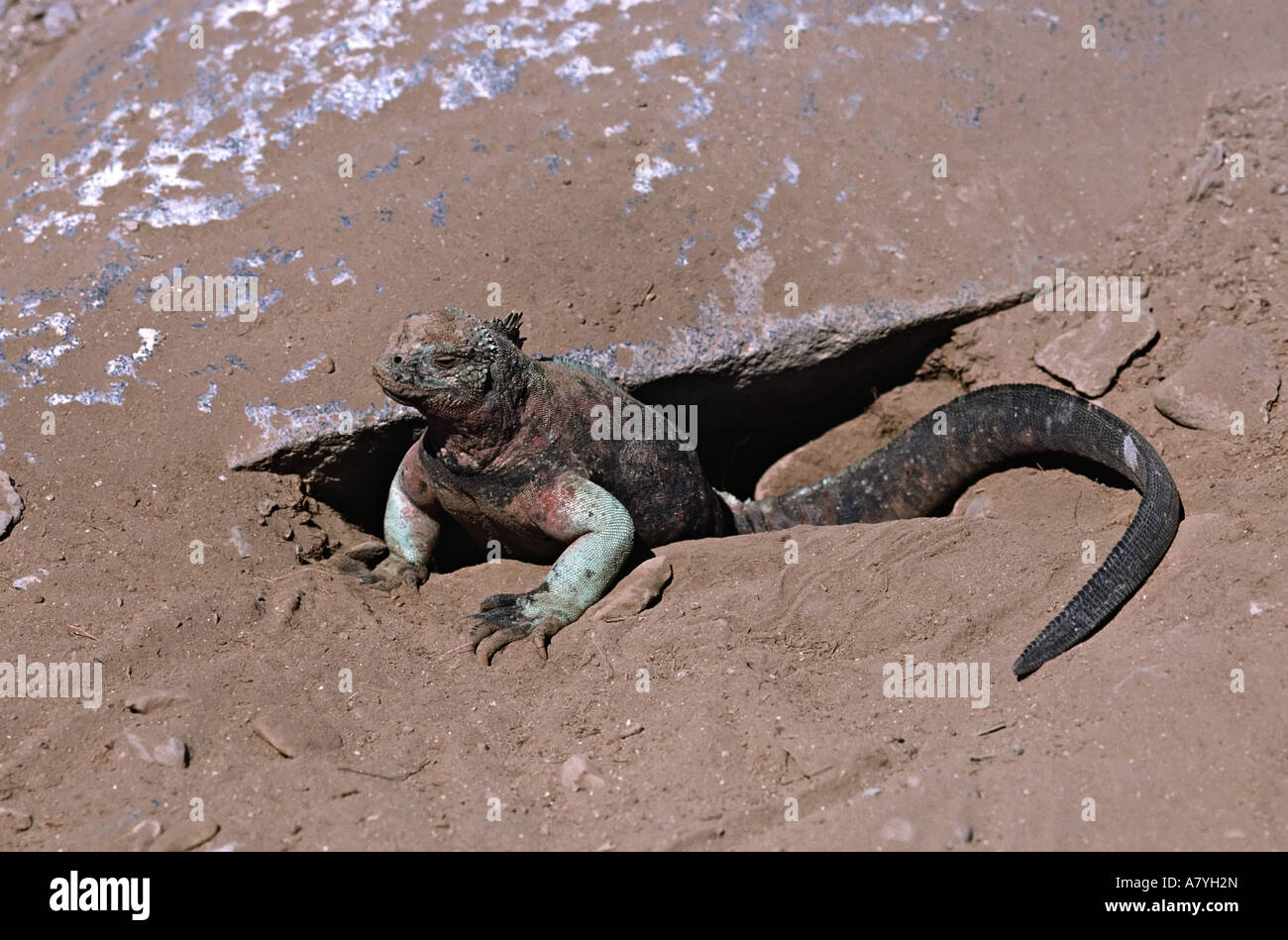 Iguana hole hi-res stock photography and images - Alamy